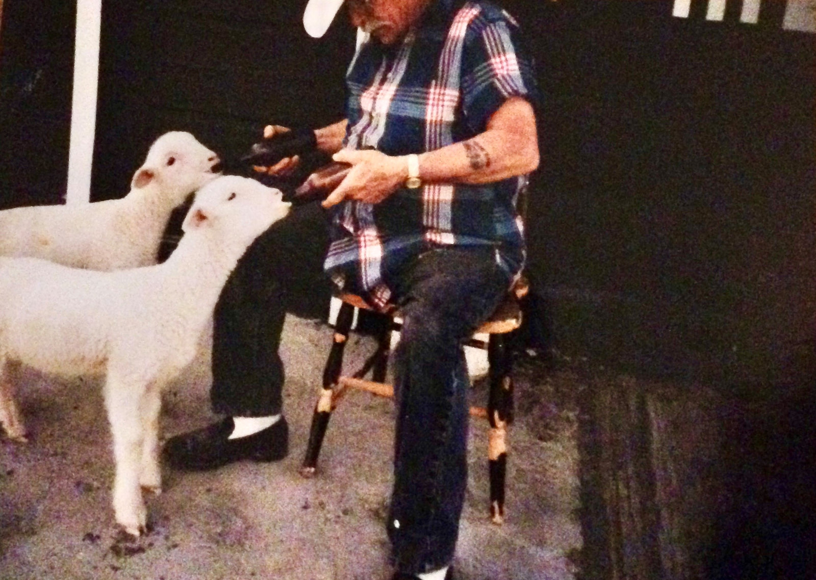 Sheep, Goat, Alpaca – Cleary Feed & Seed