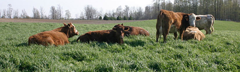 Permanent Pasture Grassland – Cleary Feed & Seed