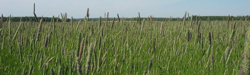 Timothy Seed – Cleary Feed & Seed